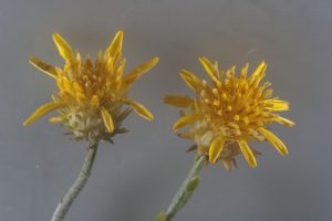 ðŸŒ¾Â Arfaj – Rhanterium epapposum – Desert Icon of Kuwait – Nowair ...