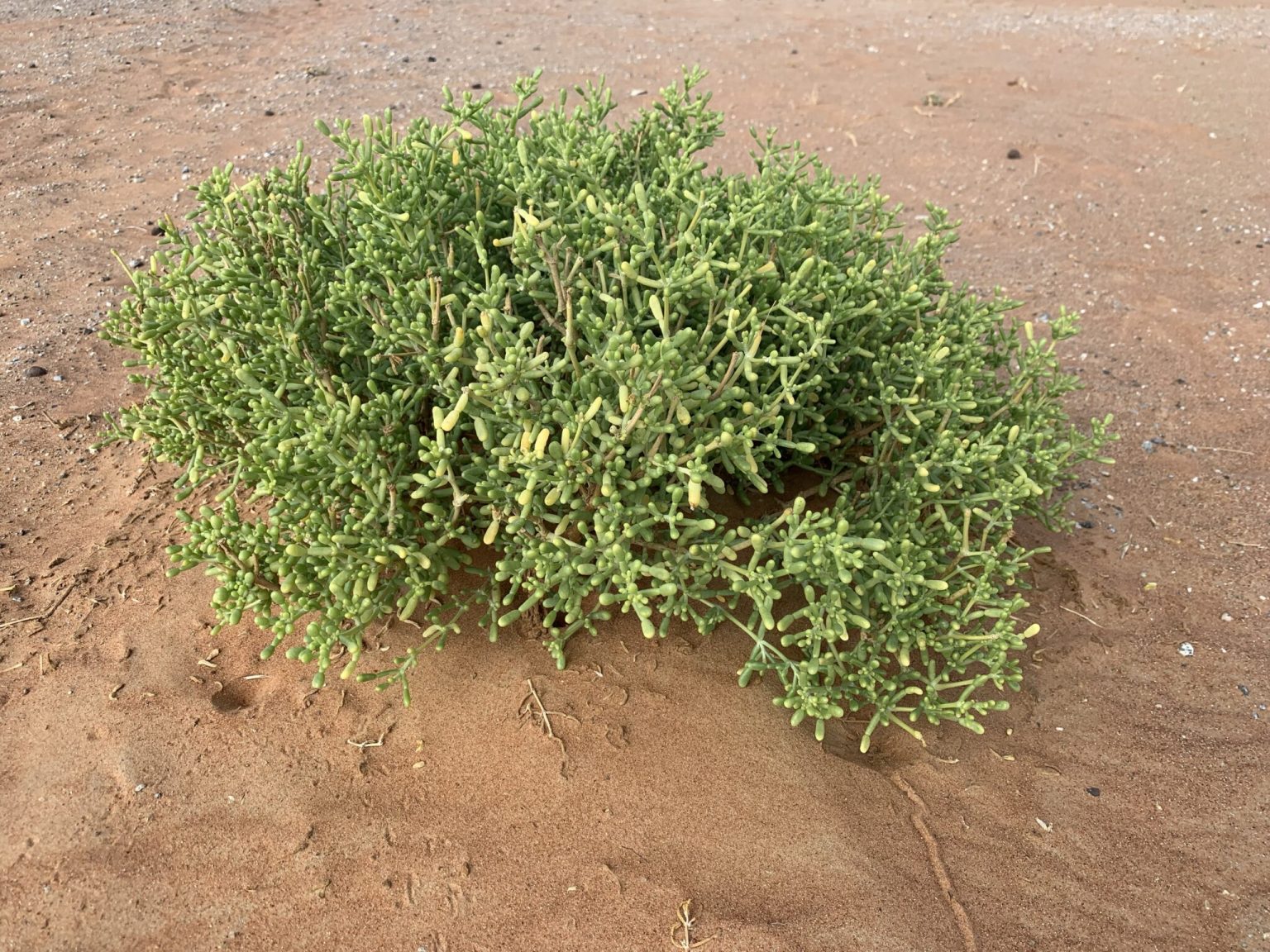 ðŸŒ¿ Zygophyllum qatarense: A Desert Marvel and Ecosystem Pillar ...